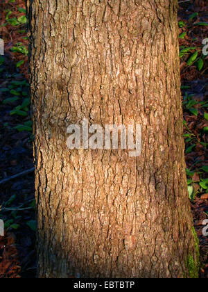 Corylus colurna, Turkish hazel, trunk Stock Photo - Alamy