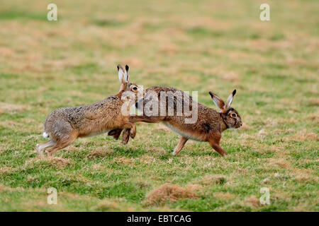 European hare (Lepus europaeus), two hares chasing each other over an ...