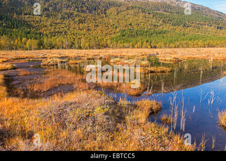 raised bog, Norway, Nordland Stock Photo - Alamy