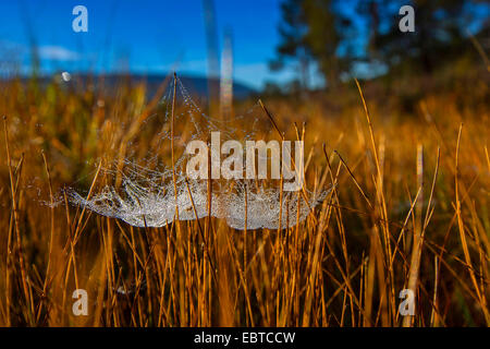 Web of Sheet Weaver (Linyphiidae) in willows, Isar, Upper Bavaria ...