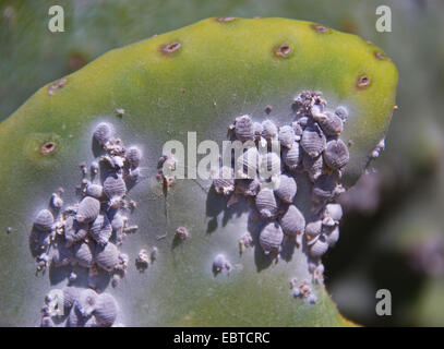 Cochineal, Dactylopius coccus, insects on a prickly pear cactus ...