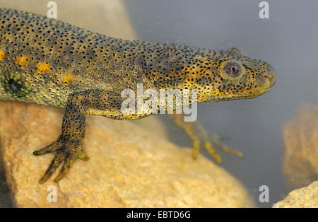 Portrait of Spanish Ribbed Newt - Extremadura Spain Stock Photo - Alamy