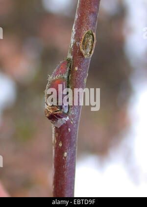 Rowan, Sorbus aucuparia, twigs and buds in early winter Stock Photo - Alamy