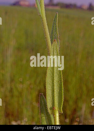 Littlepod false flax, Small seed false flax (Camelina microcarpa ...