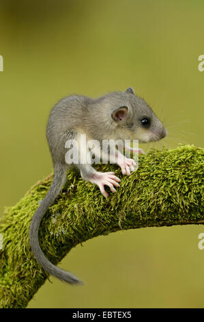 dead european edible dormouse glis glis caught in powerful spring rat ...