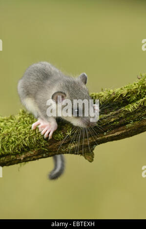 dead european edible dormouse glis glis caught in powerful spring rat ...