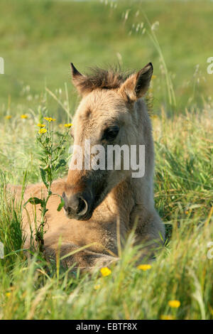 Closeup shot of horses in a paddock in a farm yard on a sunny day Stock ...