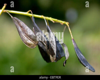 dryer's woad (Isatis tinctoria), view of flowers Stock Photo - Alamy