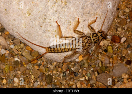 stonefly (Perla marginata), larva Stock Photo - Alamy