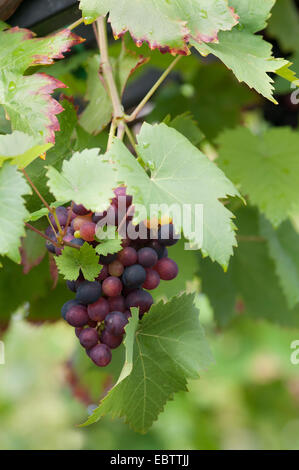 Vitis 'Queen of Esther', Grape Stock Photo - Alamy