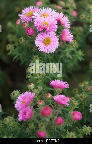 Michaelmas daisy, Symphyotrichum novae-angliae, in flower in garden in ...