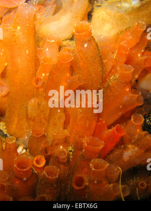 Sea vase, Vase tunicate (Ciona intestinalis), closeup Stock Photo - Alamy