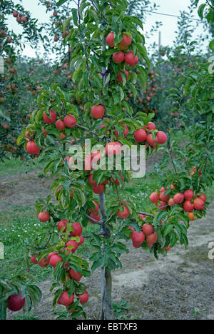apple tree (Malus domestica 'Pinova', Malus domestica Pinova), cultivar ...