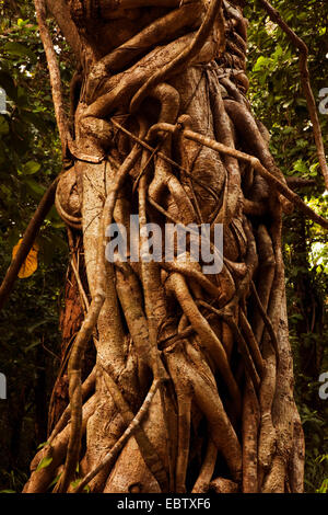 White fig (Ficus virens Stock Photo - Alamy