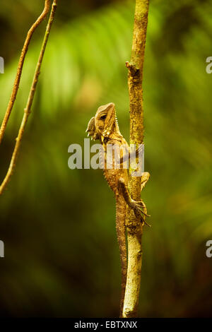 agamas, chisel-teeth lizards (Agamidae), sitting on a fern leaf ...