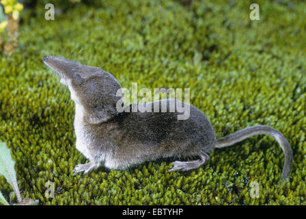 common shrew, Eurasian common shrew (Sorex araneus), on rotten wood ...