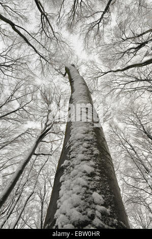 Looking up at European beech tree canopy {Fagus sylvatica} with ...