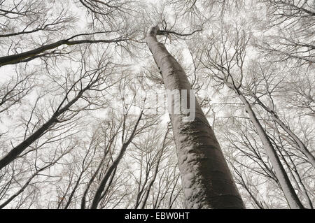 Looking up at European beech tree canopy {Fagus sylvatica} with ...