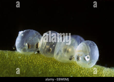 pike, northern pike (Esox lucius), eggs with vivible eyes and newly ...