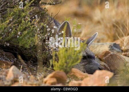 Aardwolf Proteles cristatus Nocturnal predator of termites South East ...