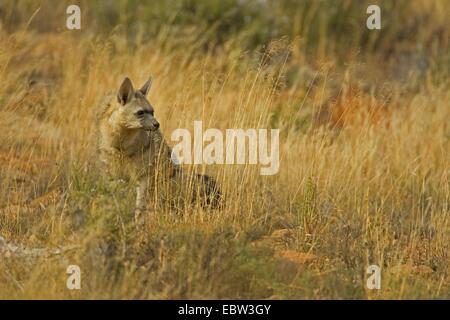Aardwolf Proteles cristatus Nocturnal predator of termites South East ...
