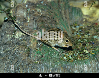 Striped grass mouse, sitting side ways. Looking towards camera ...