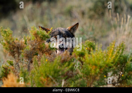 Iberic Wolf, Iberian Wolf (Canis lupus signatus), fighting, Spain Stock ...