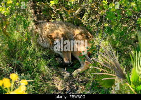 Iberic Wolf, Iberian Wolf (Canis lupus signatus), snarling, Spain Stock ...