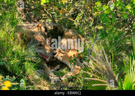 Iberic Wolf, Iberian Wolf (Canis lupus signatus), snarling, Spain Stock ...