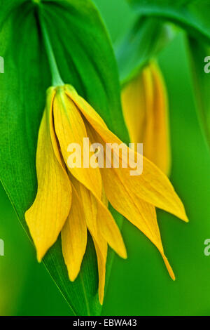 perfoliate bellwort (Uvularia perfoliata Stock Photo - Alamy