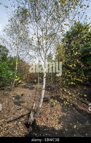 Trees on Chernobyl Exclusion Zone near Chernobyl nuclear power plant ...