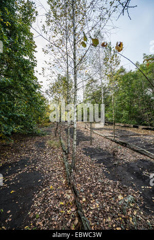 Trees on Chernobyl Exclusion Zone near Chernobyl nuclear power plant ...