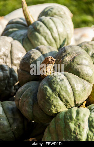 Triamble Tristar cucurbita pumpkin pumpkins from autumn harvest Stock ...