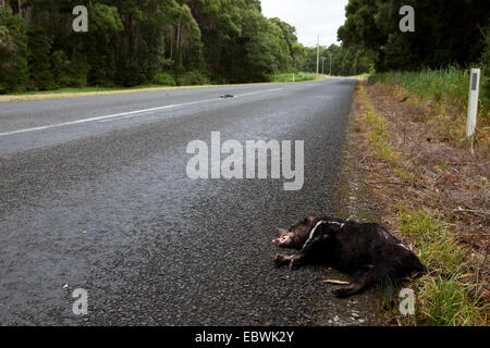 Tasmanian Devil Sarcophilus harrisii, dead devil showing cancer, Devil ...