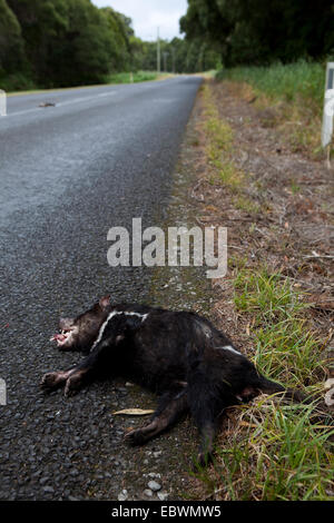 Tasmanian Devil Sarcophilus harrisii, dead devil showing cancer, Devil ...