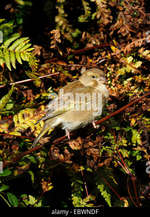 Panoramic picture of a female Green finch ground feeding for insects ...