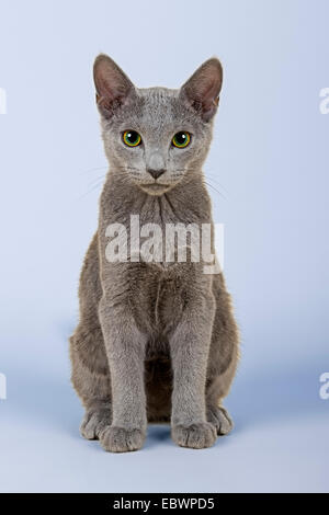 Russian Blue Kitten, cat, 20 weeks Stock Photo - Alamy