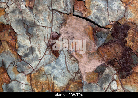 Stone, Rock, detail, structures, Glacier National Park, Montana ...