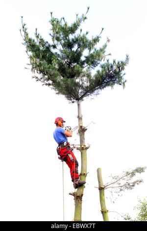 People high up in the trees using high ropes at the outdoor tree top ...