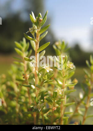 Australian swamp stonecrop (Crassula helmsii) in flower. Invasive ...