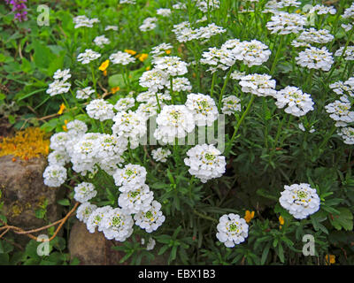 wild candytuft, bitter candytuft (Iberis amara), inflorescence Stock Photo: 11914800 - Alamy