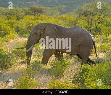 pairing African Elephants Stock Photo - Alamy