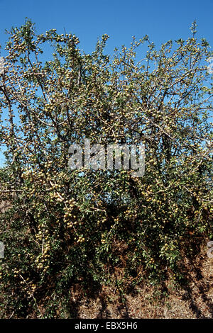 almond-leaved pear (Pyrus amygdaliformis), branch with fruits Stock ...