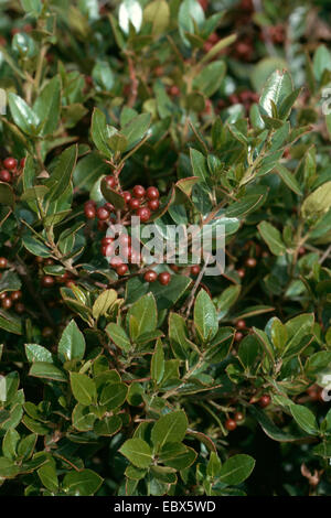 Mediterranean buckthorn (Rhamnus alaternus) is an evergreen shrub ...