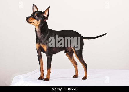 Dog Prazsky krysarik / Prague Ratter / Ratier de Prague puppy sitting ...