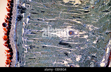 Cross section of muscle tissue Stock Photo - Alamy