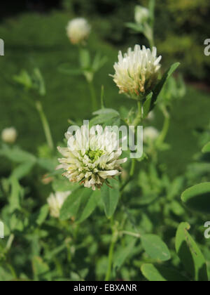 Berseem clover flower Stock Photo - Alamy