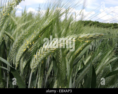 Triticale (Triticosecale,x Triticosecale), blooming, Germany Stock ...