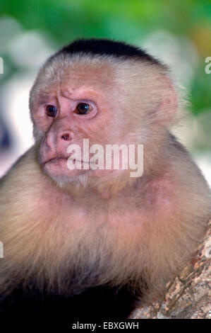 capuchins, ring-tailed monkeys (Cebus spec.), sitting and sticking out ...