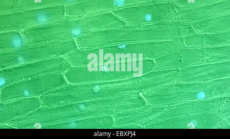 Cell walls and organelles of onion bulb scale epidermis cells Stock ...